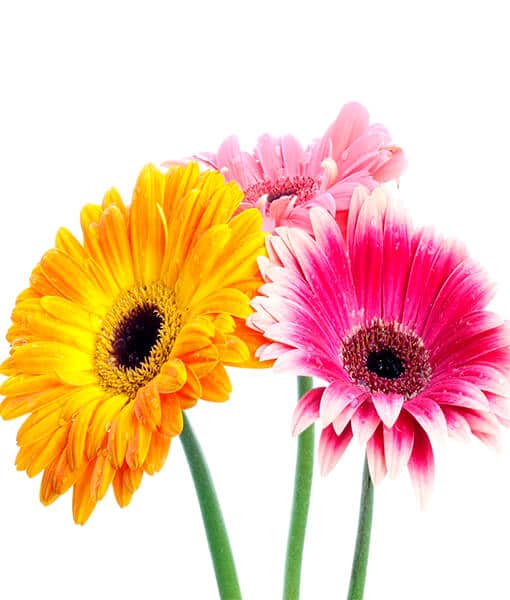 Gerbera | Gėlių pristatymas Vilniuje | Gėlės į namus | Juliet Rose